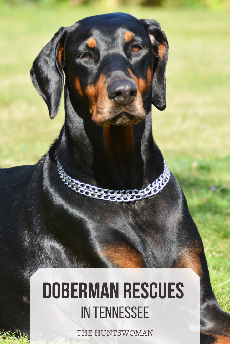 Adopt a Doberman | 22+ Doberman Rescues in the USA - The Huntswoman