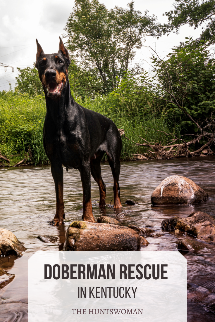 Adopt a Doberman | 22+ Doberman Rescues in the USA - The Huntswoman