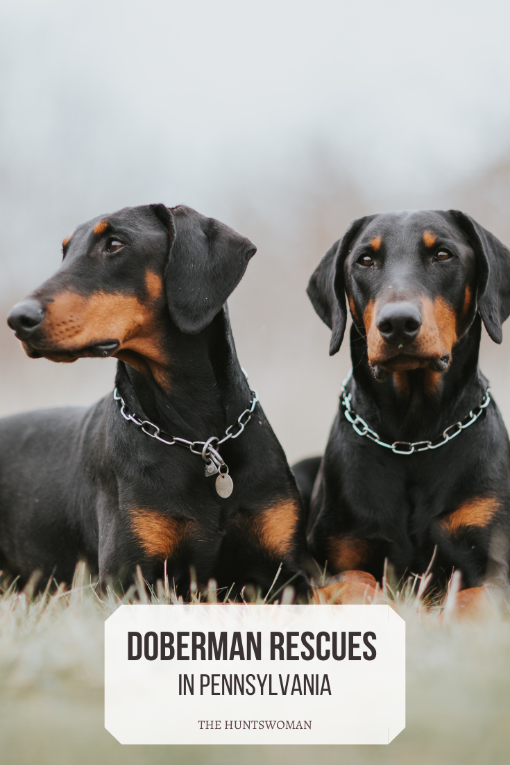Adopt a Doberman | 22+ Doberman Rescues in the USA - The Huntswoman