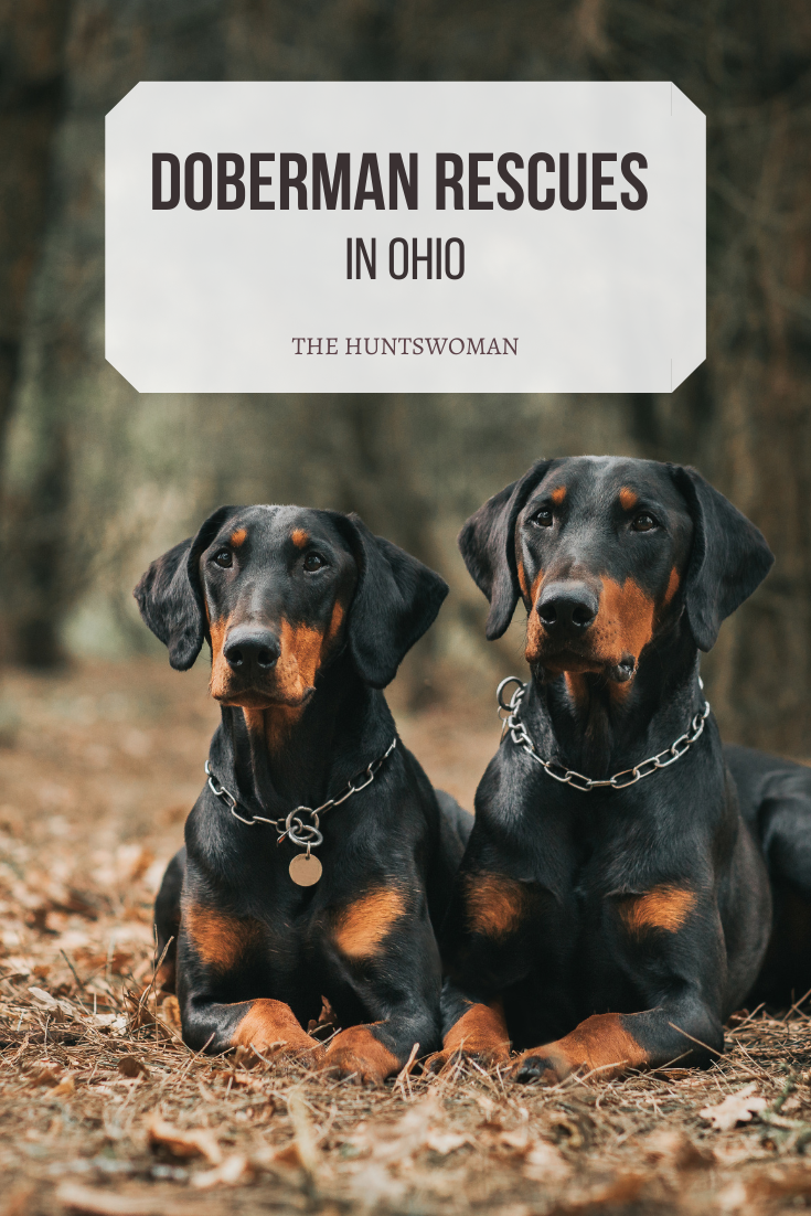 Adopt a Doberman | 22+ Doberman Rescues in the USA - The Huntswoman
