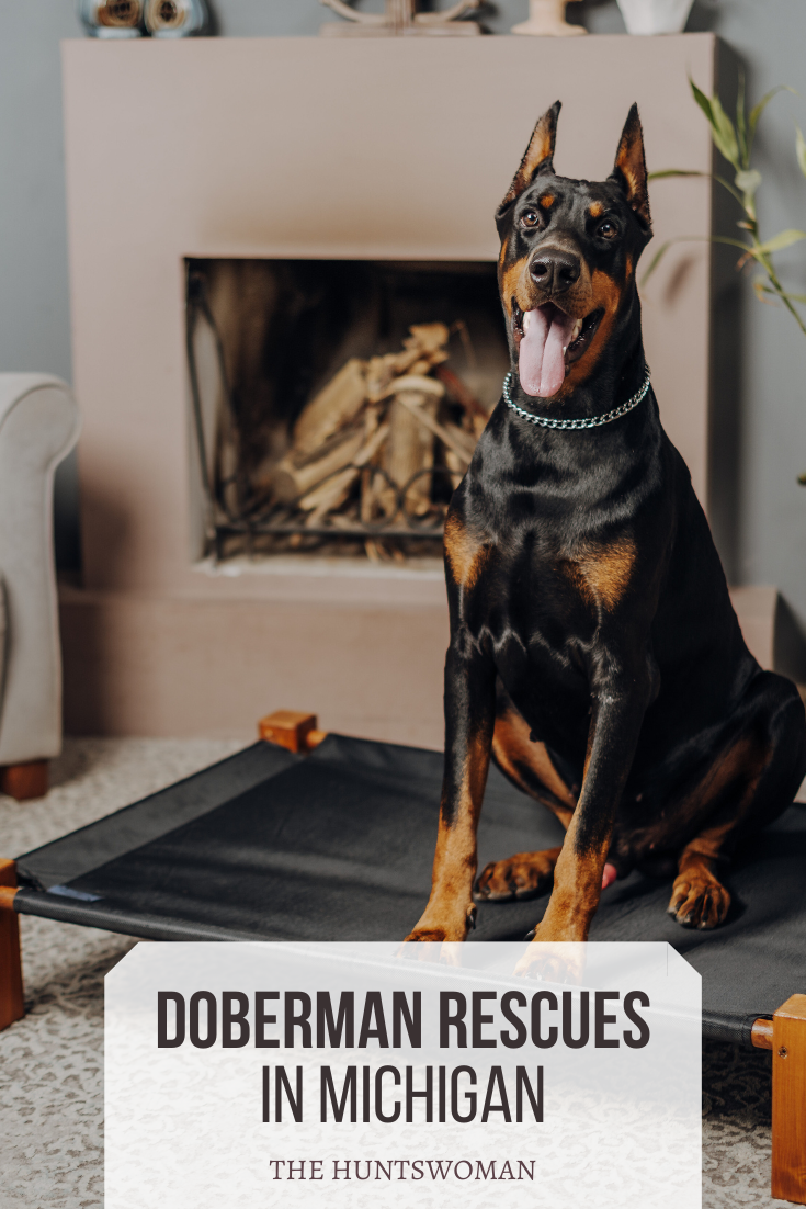 Adopt a Doberman | 22+ Doberman Rescues in the USA - The Huntswoman